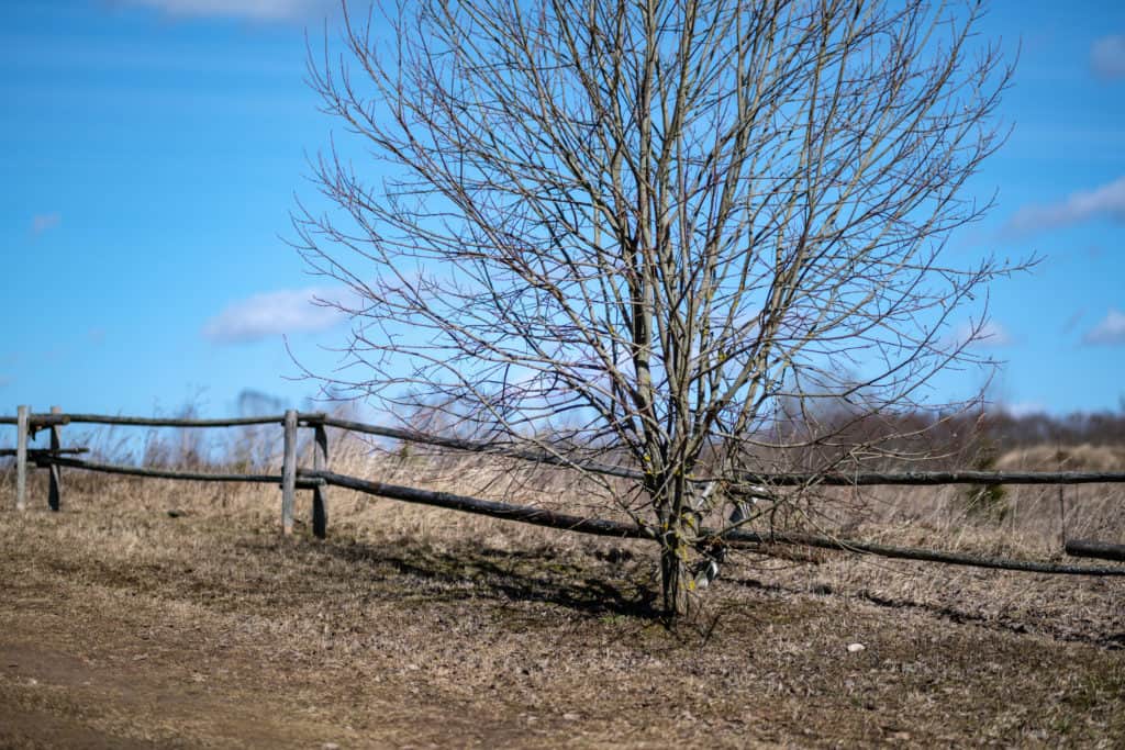 Here’s How to Use a Live Tree as a Fence Post – Fence Frenzy