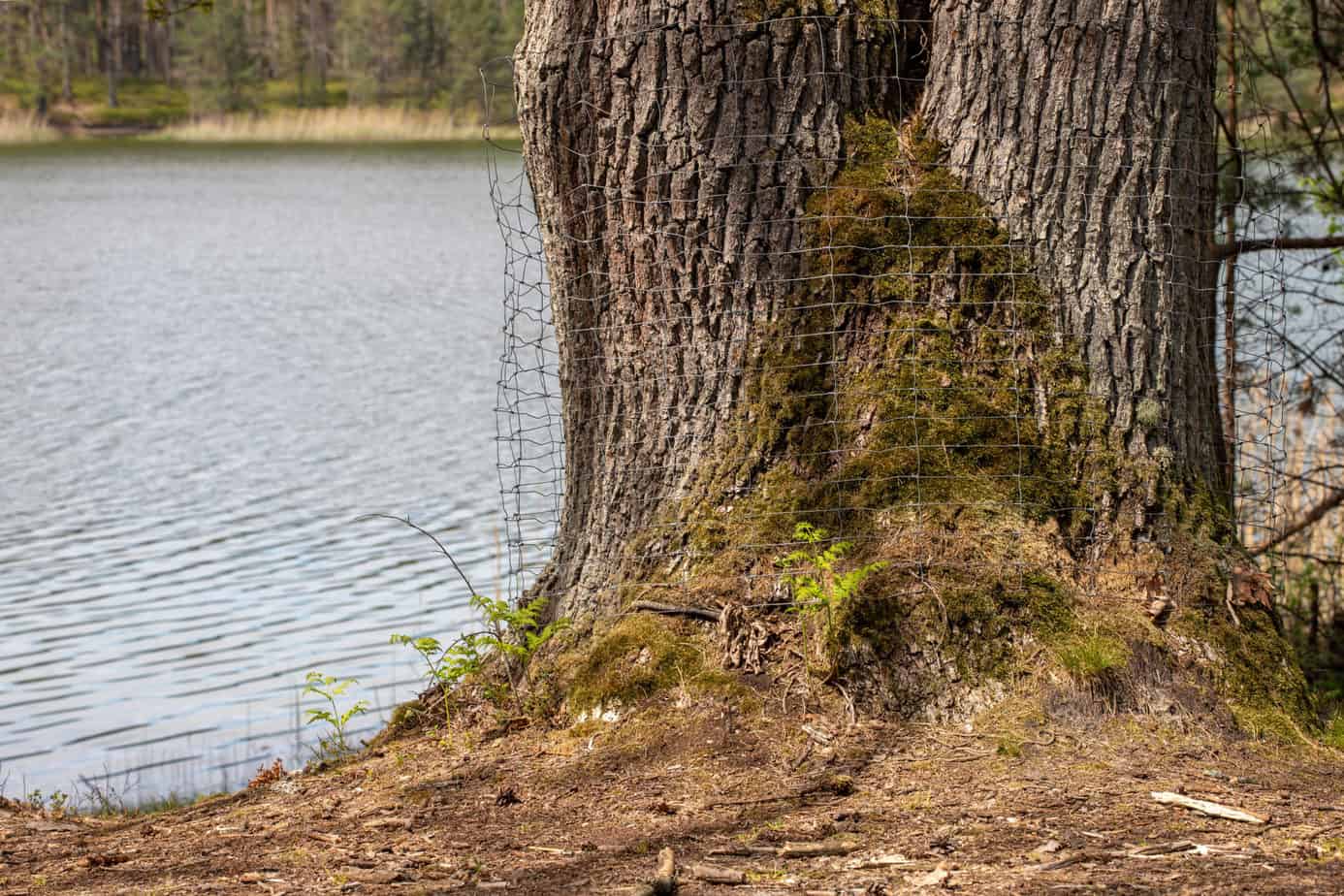 Here’s How to Use a Live Tree as a Fence Post – Fence Frenzy
