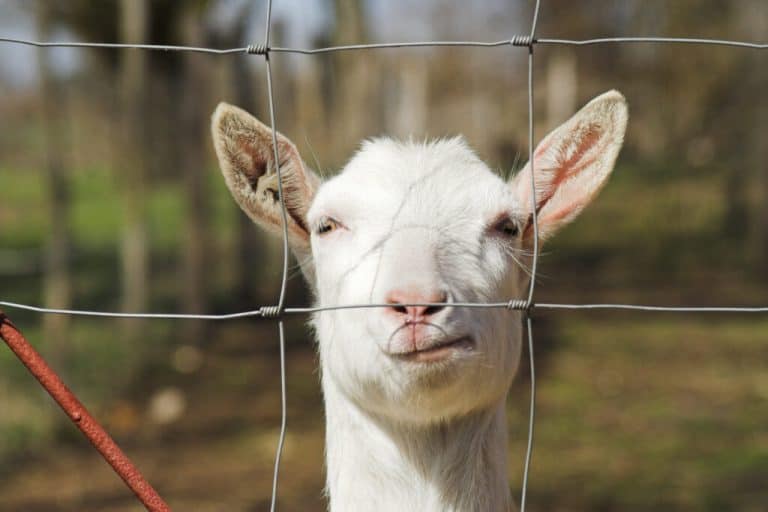Can You Use a Barbed Wire Fence for Goats? Pros and Cons – Fence Frenzy