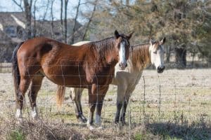 5 Great Alternatives to Barbed Wire Fencing – Fence Frenzy