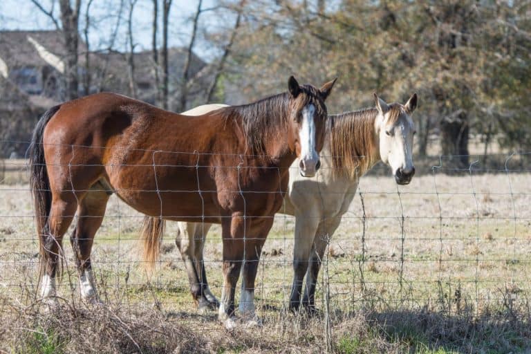 5 Great Alternatives to Barbed Wire Fencing – Fence Frenzy